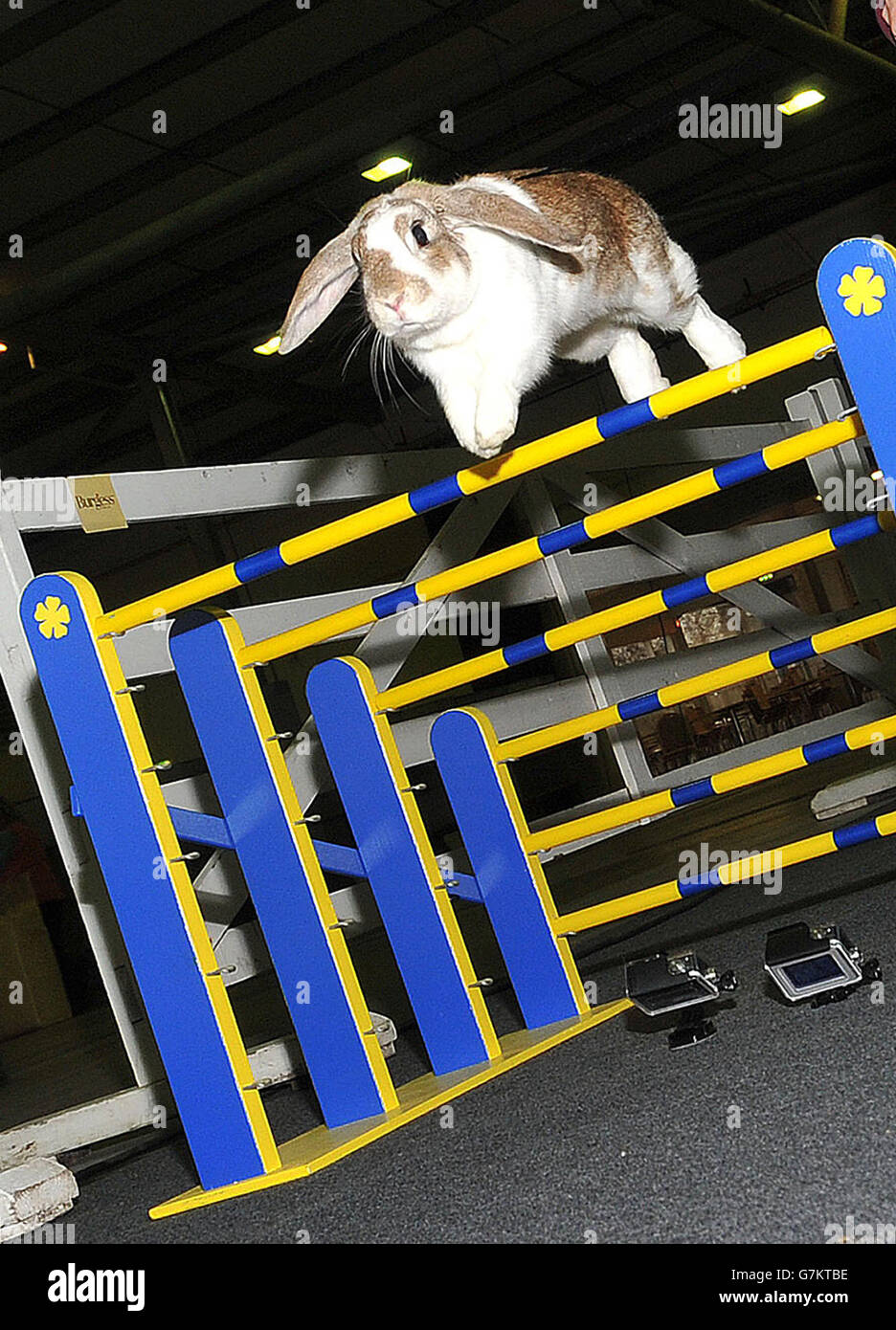 Burgess premier small animal show hi-res stock photography and images ...