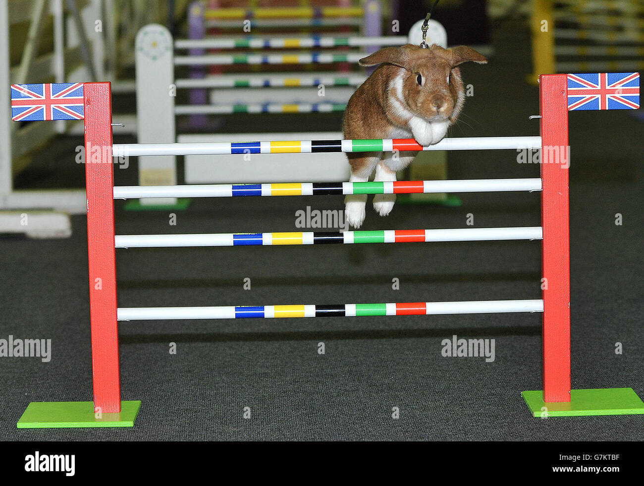 Show rabbits hi-res stock photography and images - Alamy