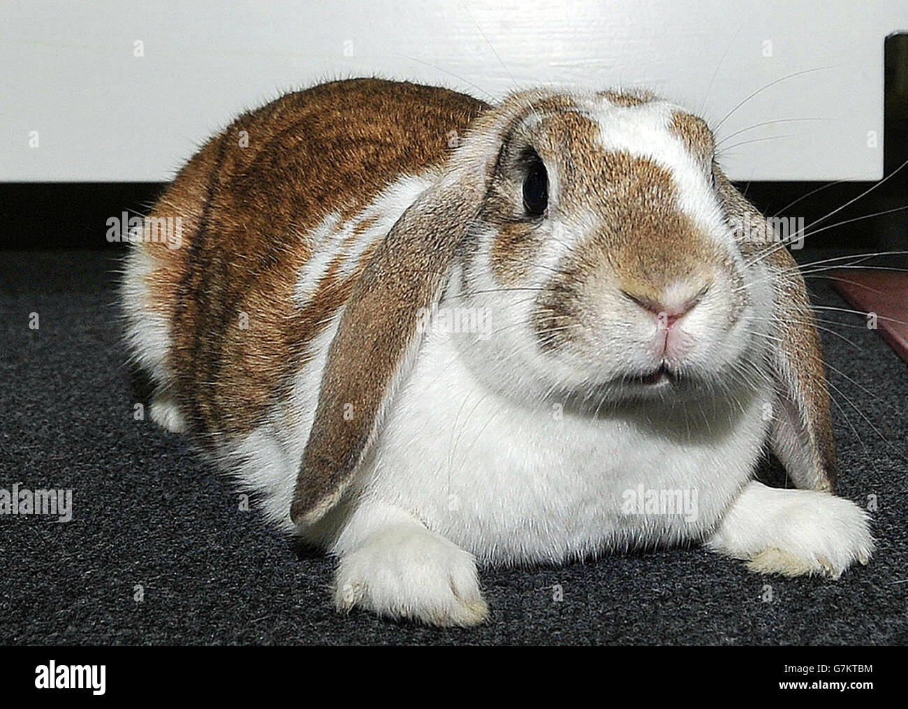 Small animal show harrogate hi-res stock photography and images - Alamy