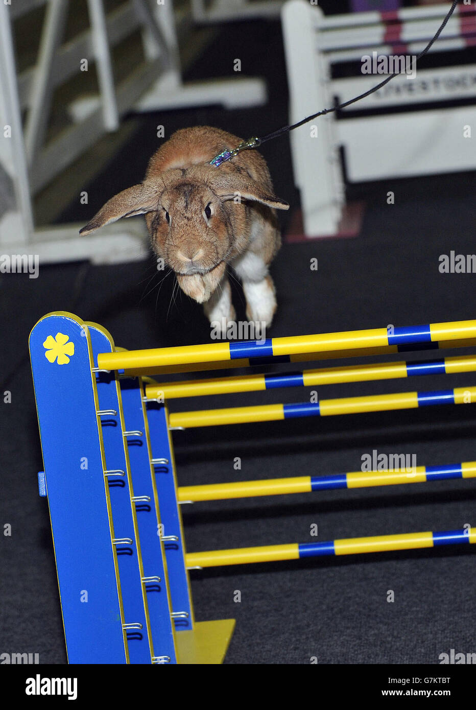 Small animal show harrogate hi-res stock photography and images - Alamy