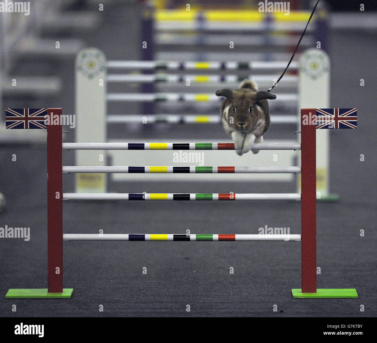 Small animal show harrogate hi-res stock photography and images - Alamy