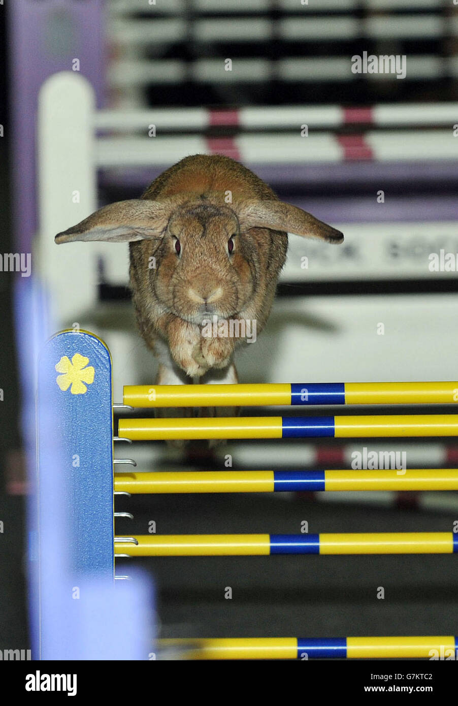 Rabbits north yorkshire hi-res stock photography and images - Alamy