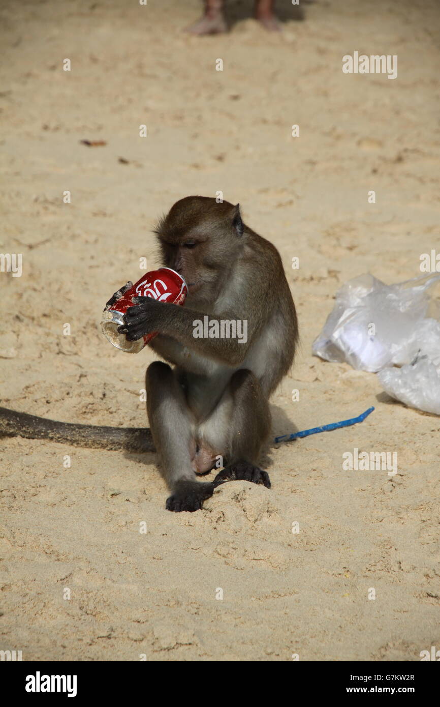 Longtaile macaque monkey drinks Coke at the beach, Thailand Stock Photo ...