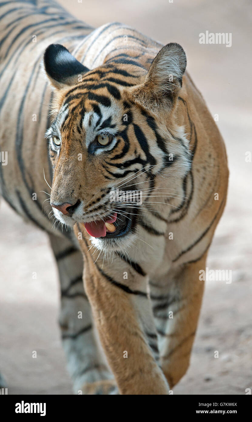 T60 tiger flehmen behaviour endangered cat predator ranthambore ...