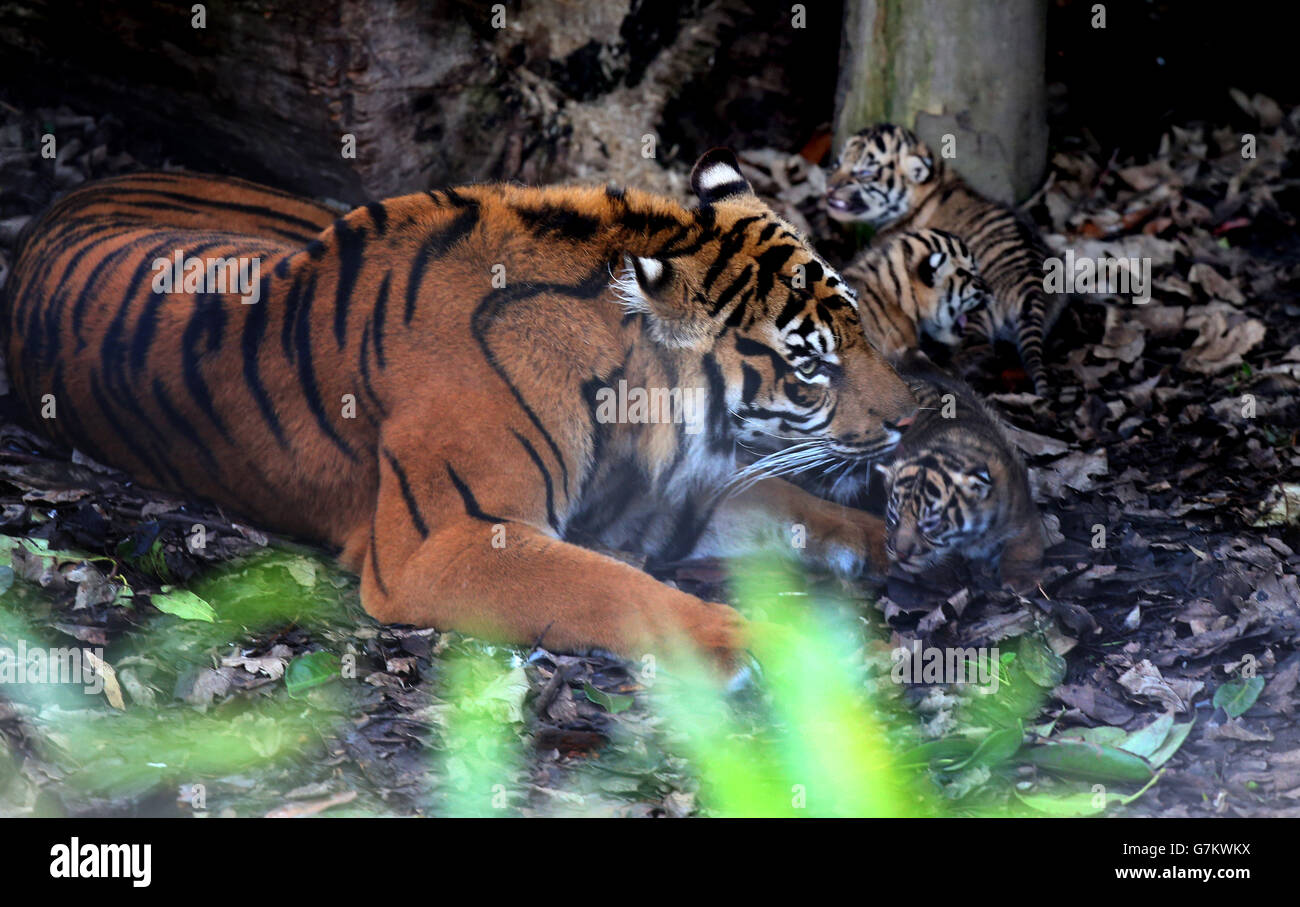 Tiger at chester zoo enclosure hi-res stock photography and images - Alamy