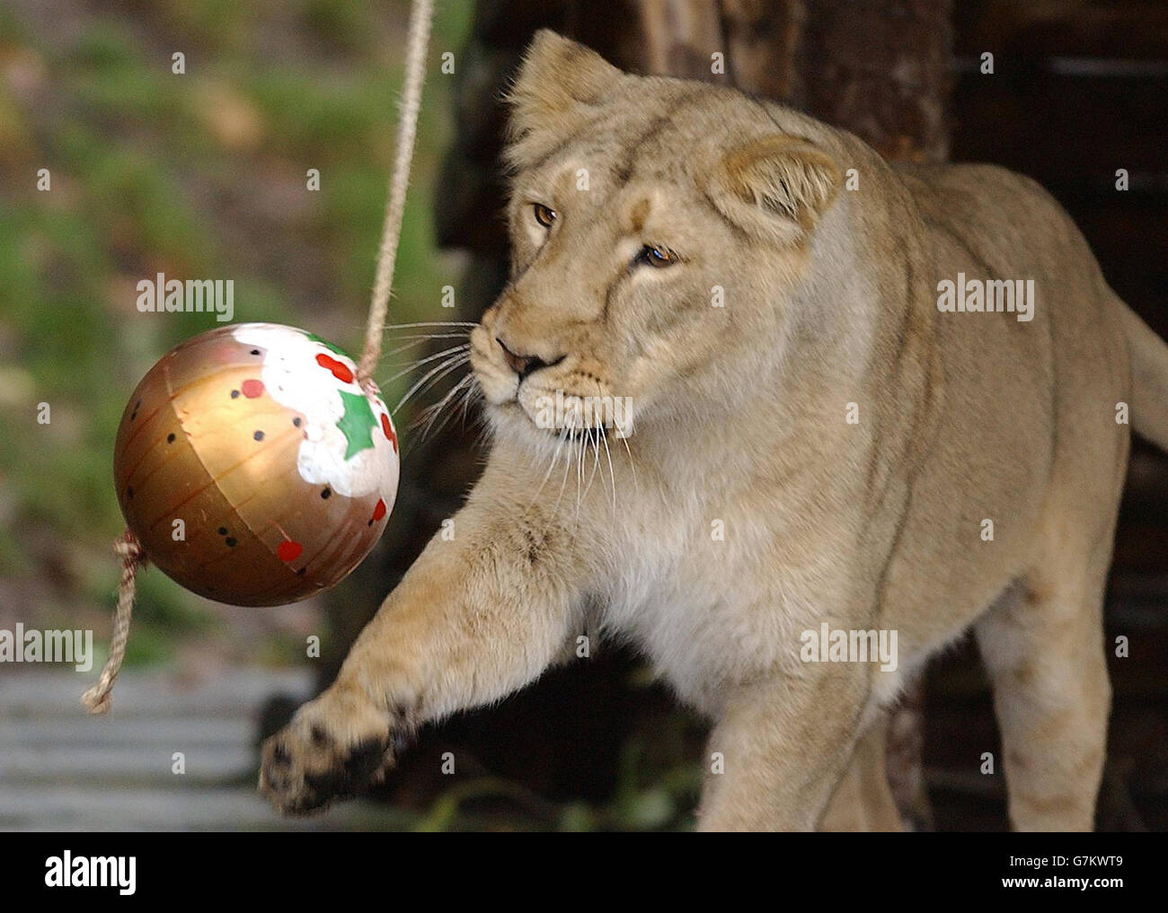 Abi the lion hi-res stock photography and images - Alamy