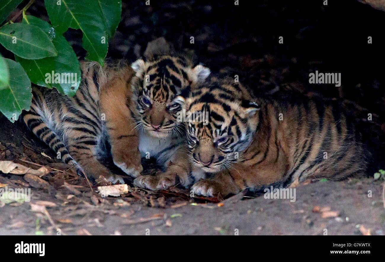 Two of the three as yet unnamed Sumatran tiger cubs born at Chester Zoo ...