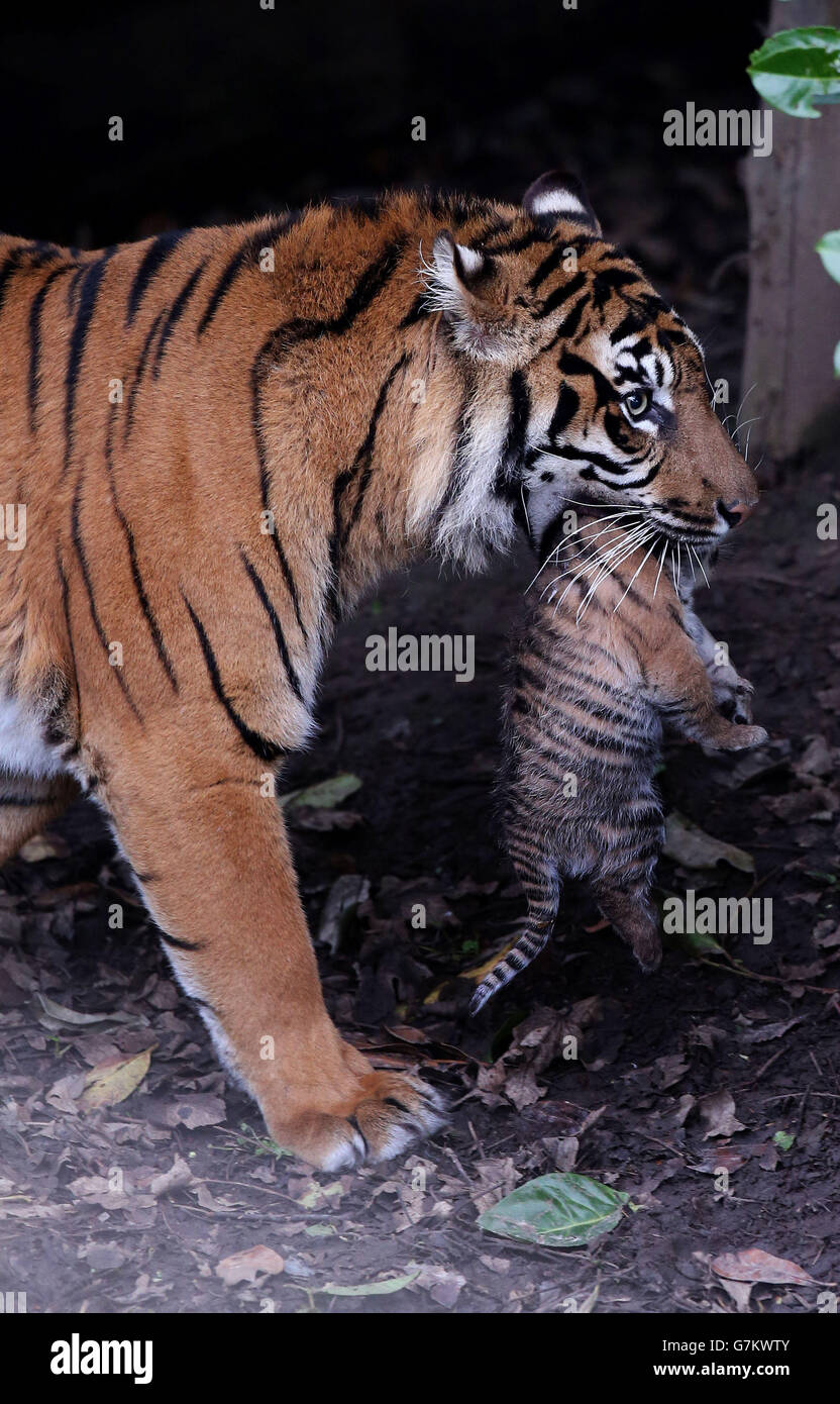 Eight-year-old tigress Kirana with one of her three as yet unnamed ...