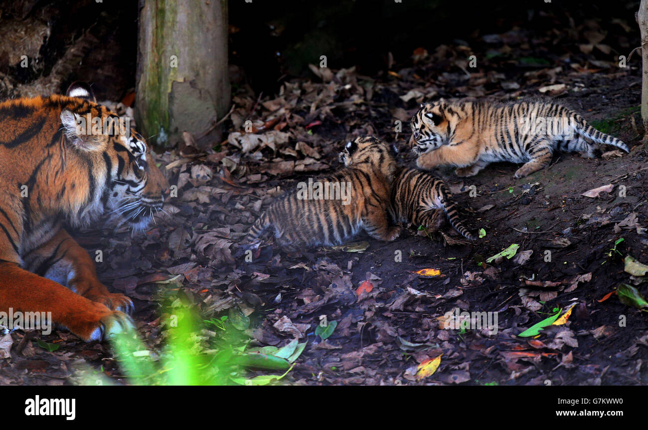 Eight-year-old tigress Kirana with her three as yet unnamed Sumatran ...