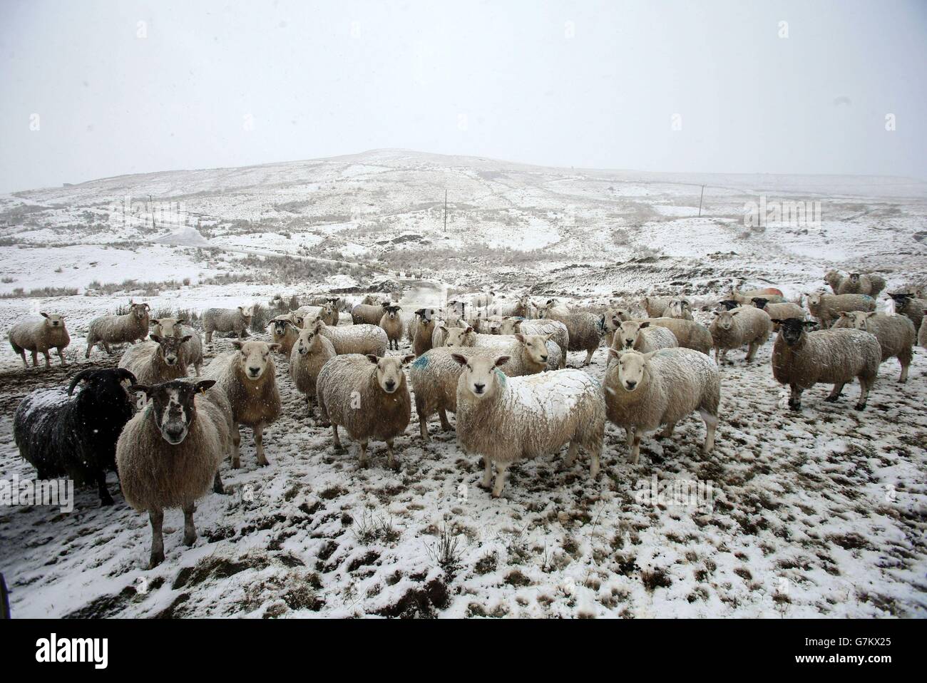 Sheep in snow, in the Glens of Antrim, as an orange weather alert is ...