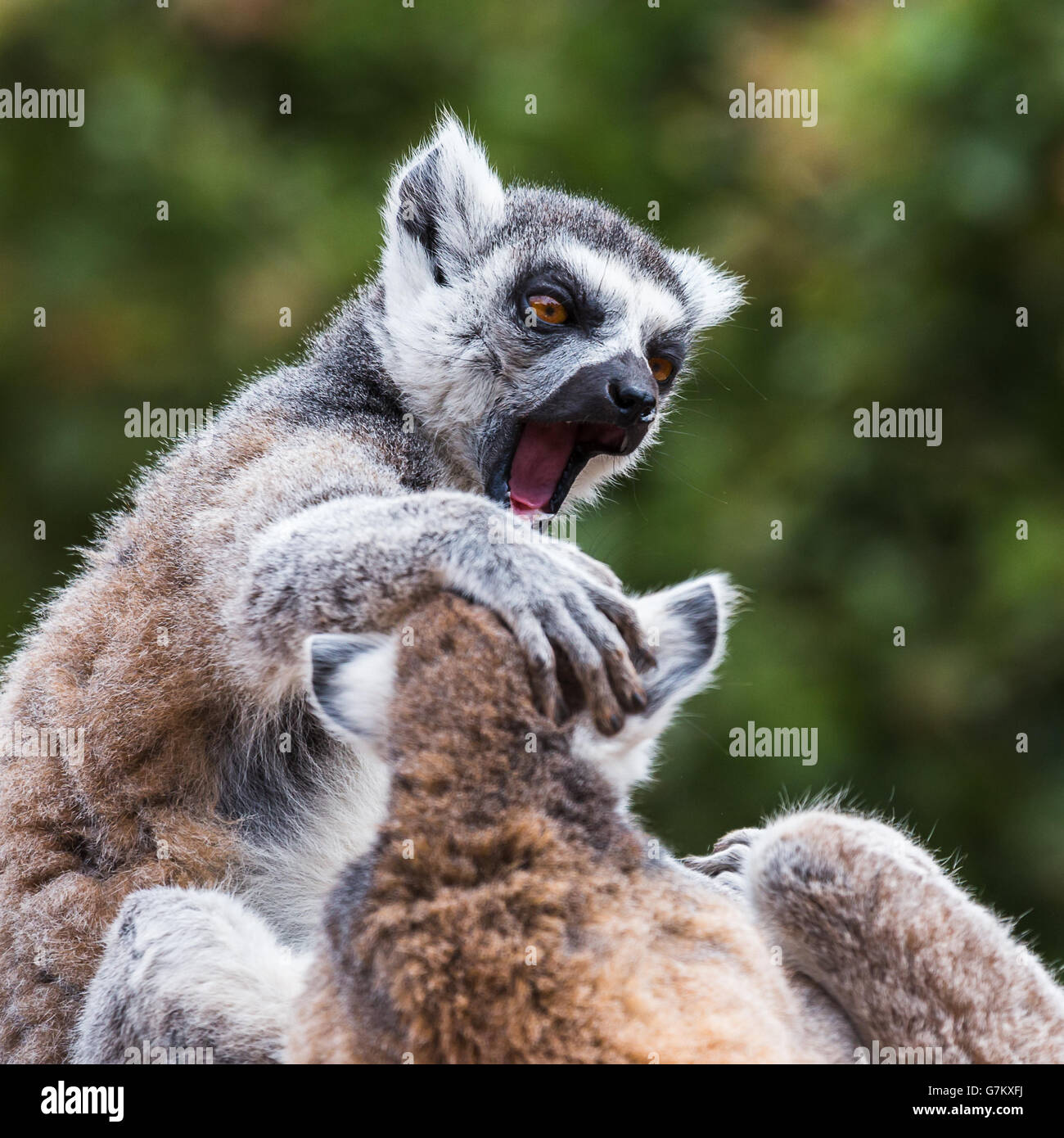 Lemurs fighting hi-res stock photography and images - Alamy
