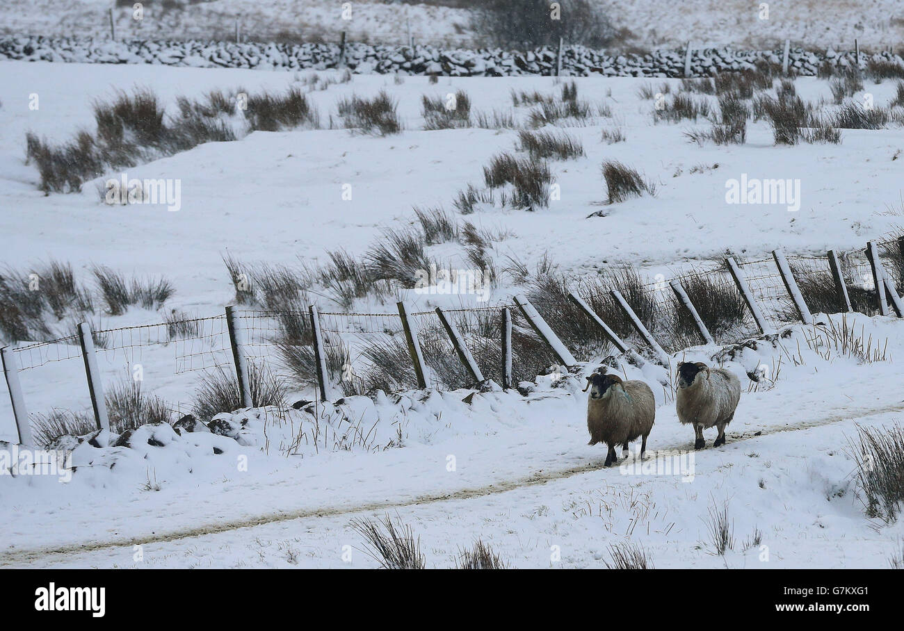 Weather sheep hi-res stock photography and images - Alamy