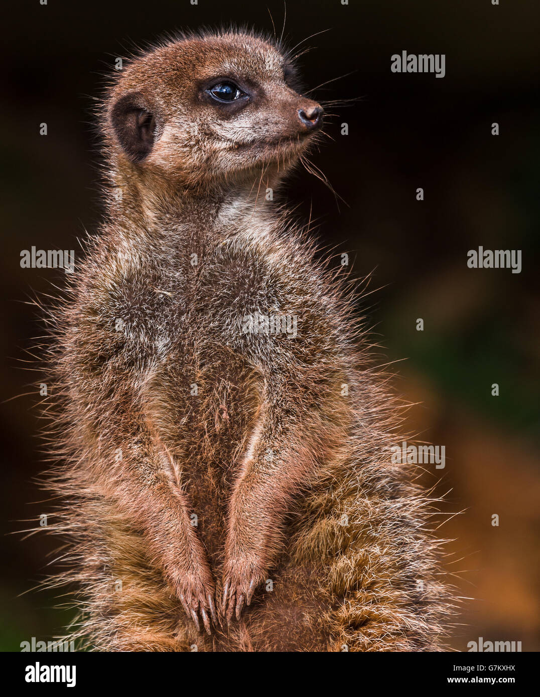 Close-up of a meerkat looking out for danger captured during the summer ...