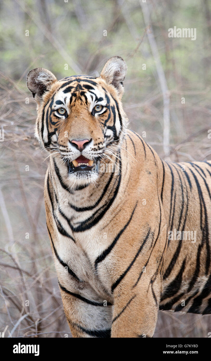 Tiger pacman hi-res stock photography and images - Alamy