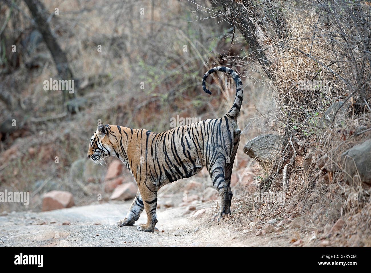 Scent marking tiger india hi-res stock photography and images - Alamy