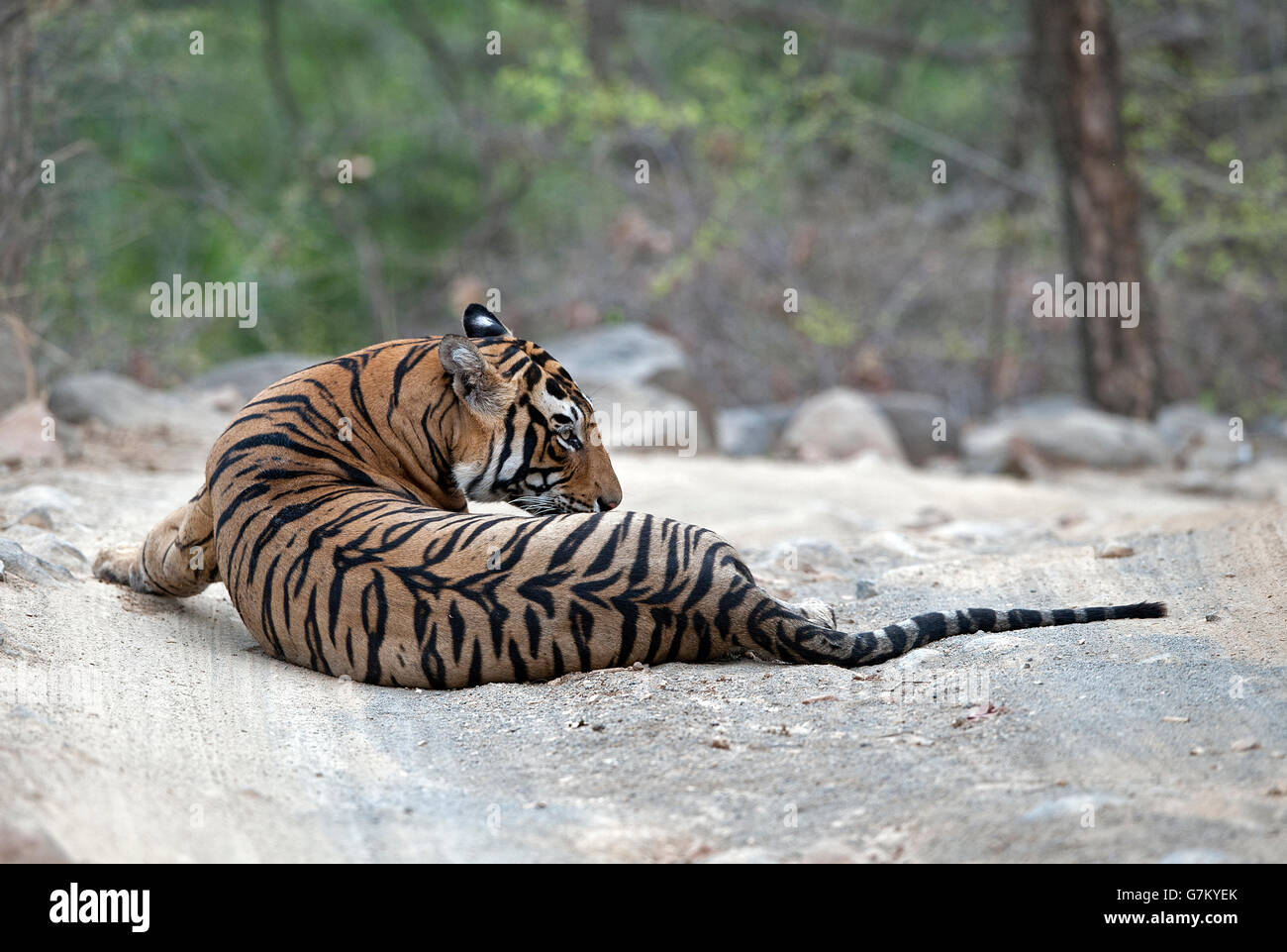 The image of Tiger ( Panthera tigris ) arrowhead or T84 was taken in ...