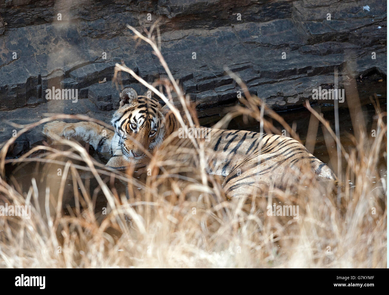 Indian arrowhead hi-res stock photography and images - Alamy