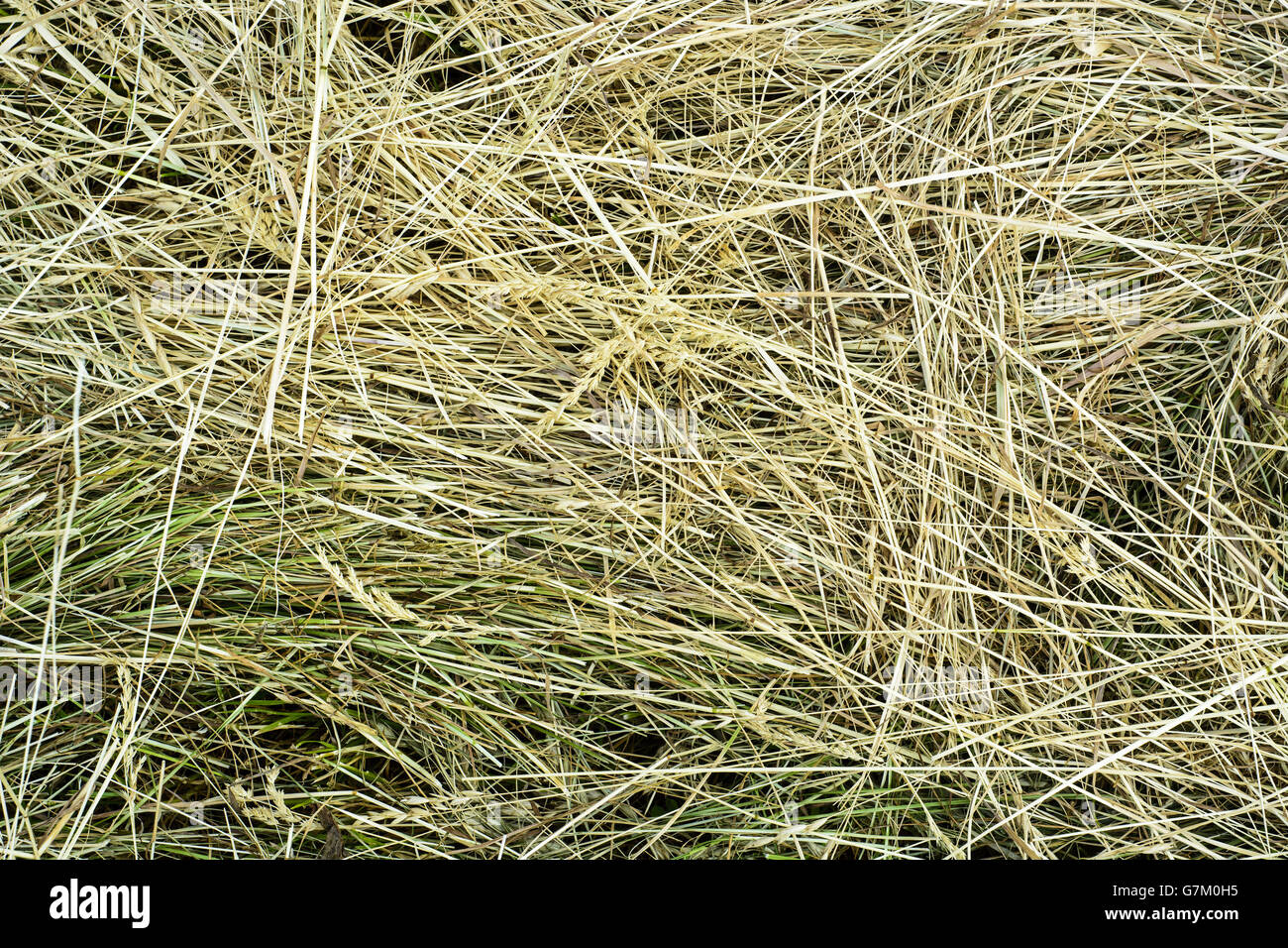 Texture of hay lying in meadow - top view Stock Photo - Alamy