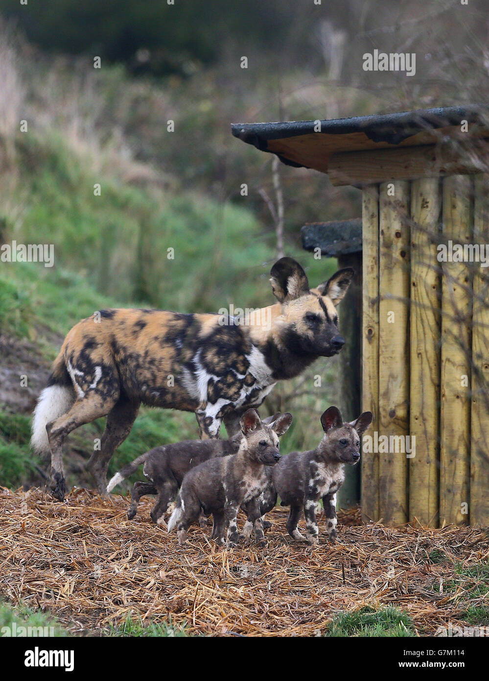 African painted dog puppies Stock Photo - Alamy
