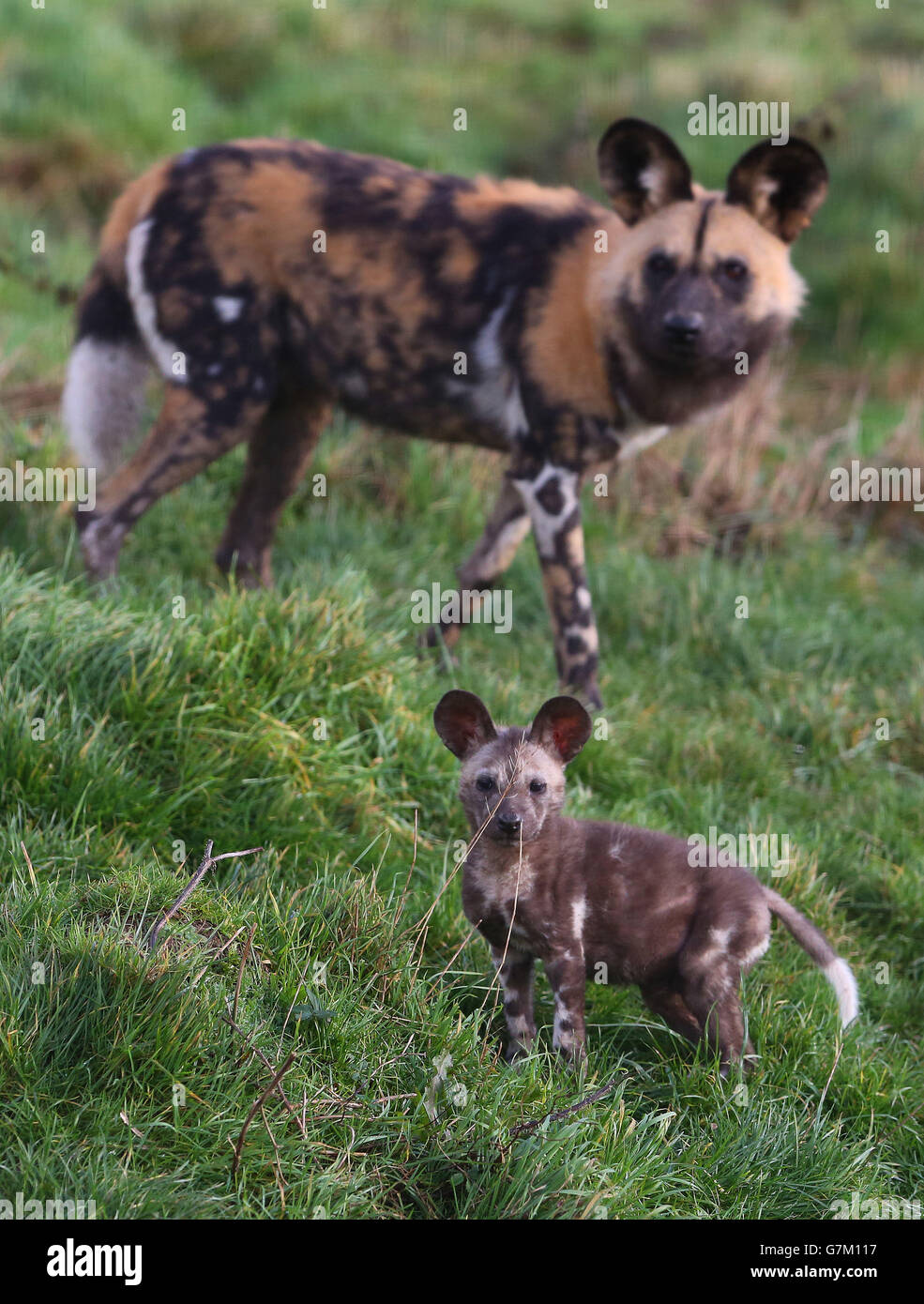 African painted dog puppies Stock Photo - Alamy