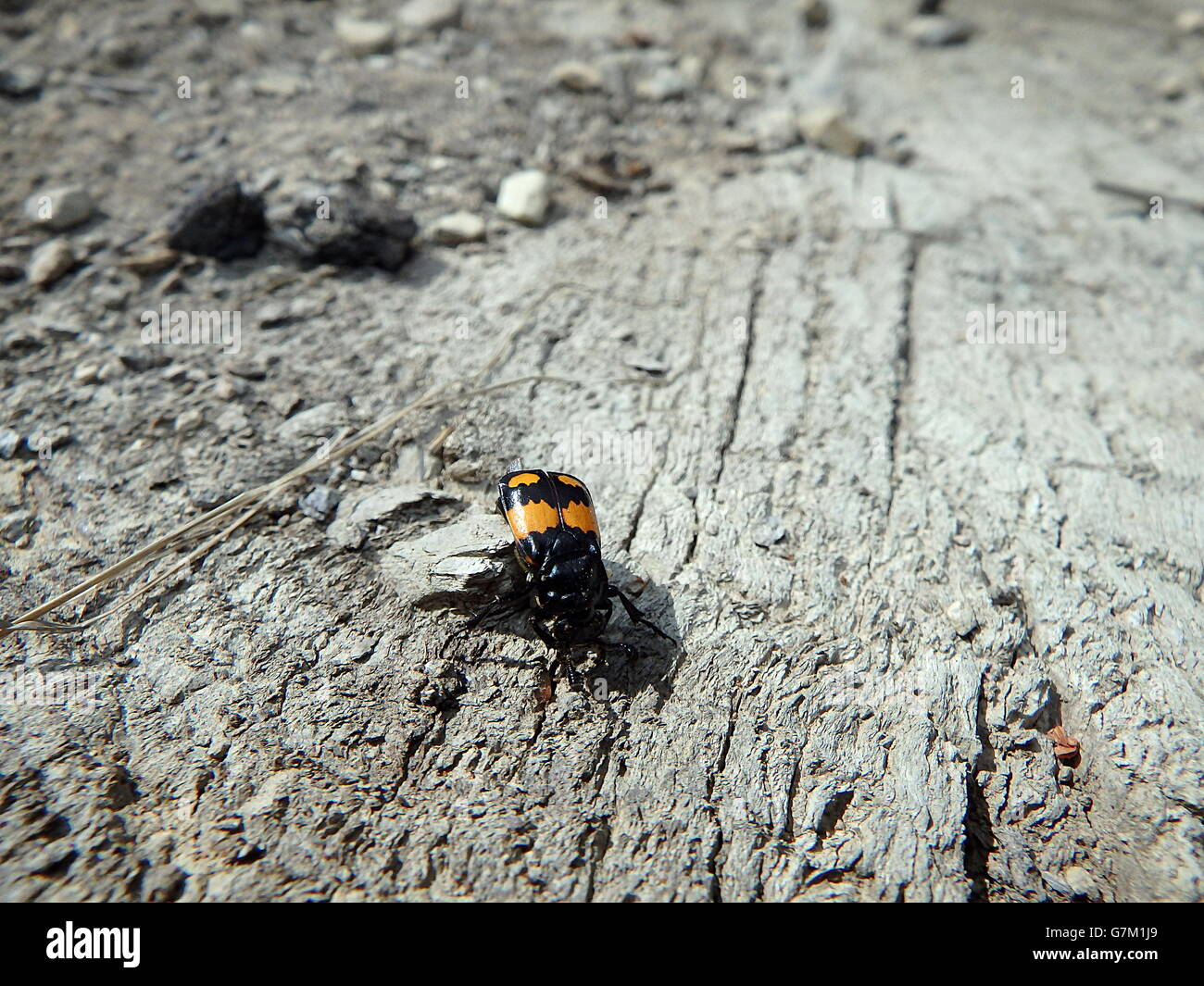 burying beetle, carrion beetle ,( Nicrophorus vespillo Stock Photo - Alamy