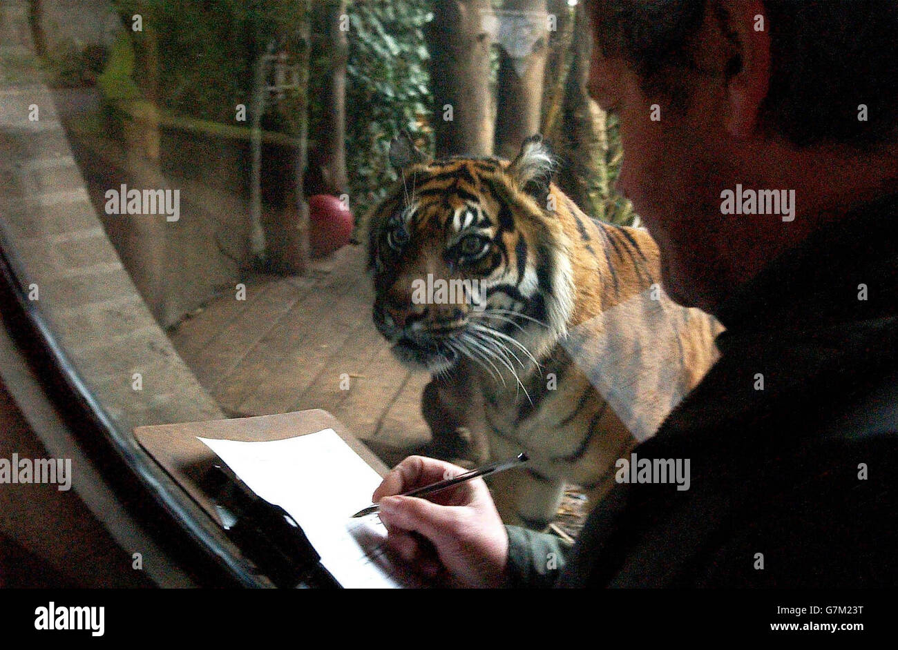 A Sumatran Tiger peers out from its enclosure as a keeper conducts a ...