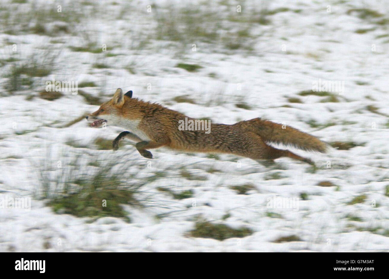 A fox flees the hounds. Thousands of people turned out to watch or ...