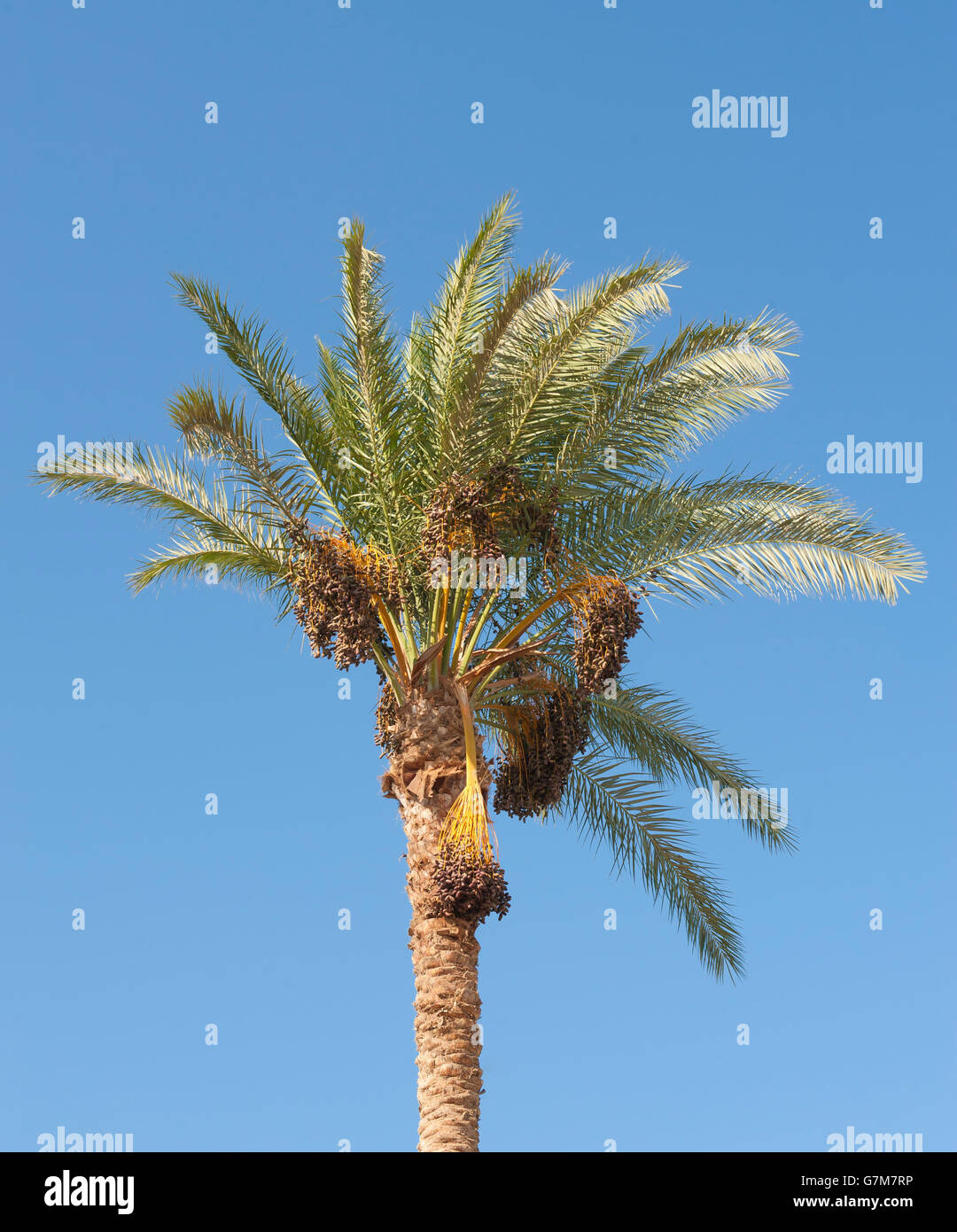 Date palm tree hi-res stock photography and images - Alamy