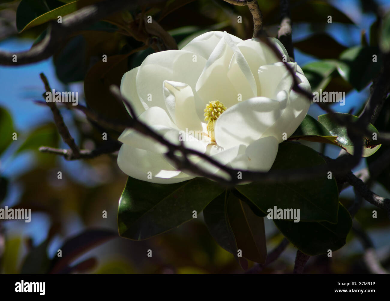 Close up of a magnolia flower Stock Photo - Alamy