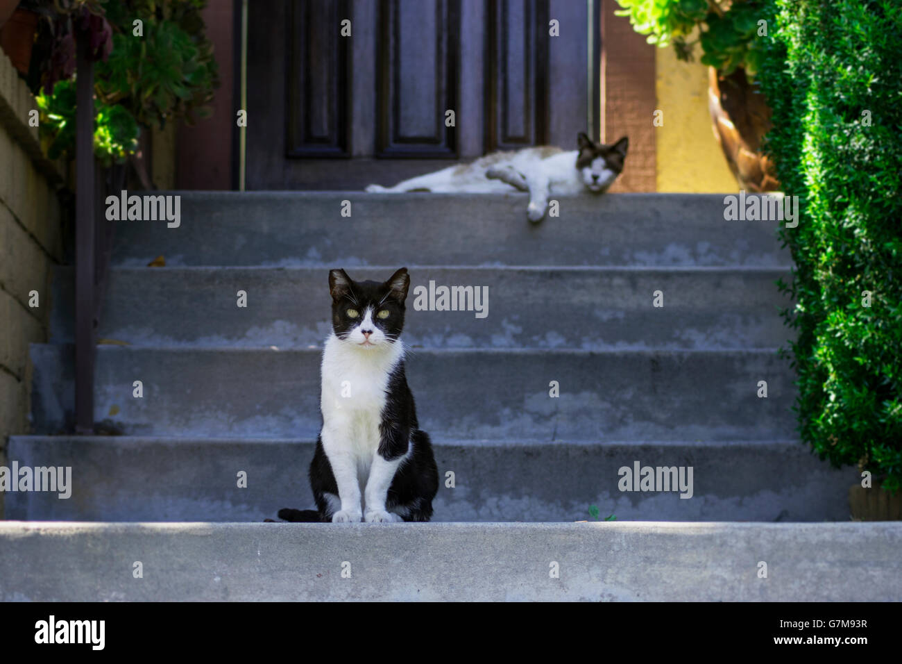 Cats on steps Stock Photo - Alamy