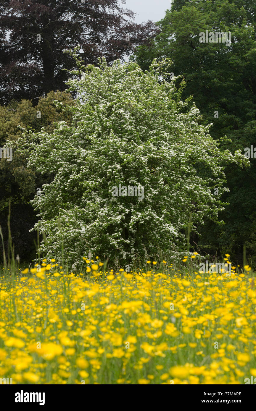 Buttercup bush hi-res stock photography and images - Alamy