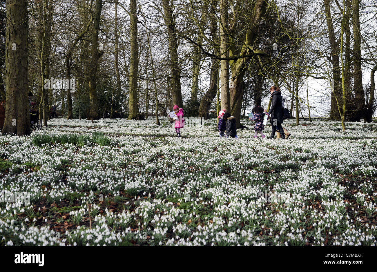 People walk through the snowdrop spectacular at Burton Agnes Hall in ...