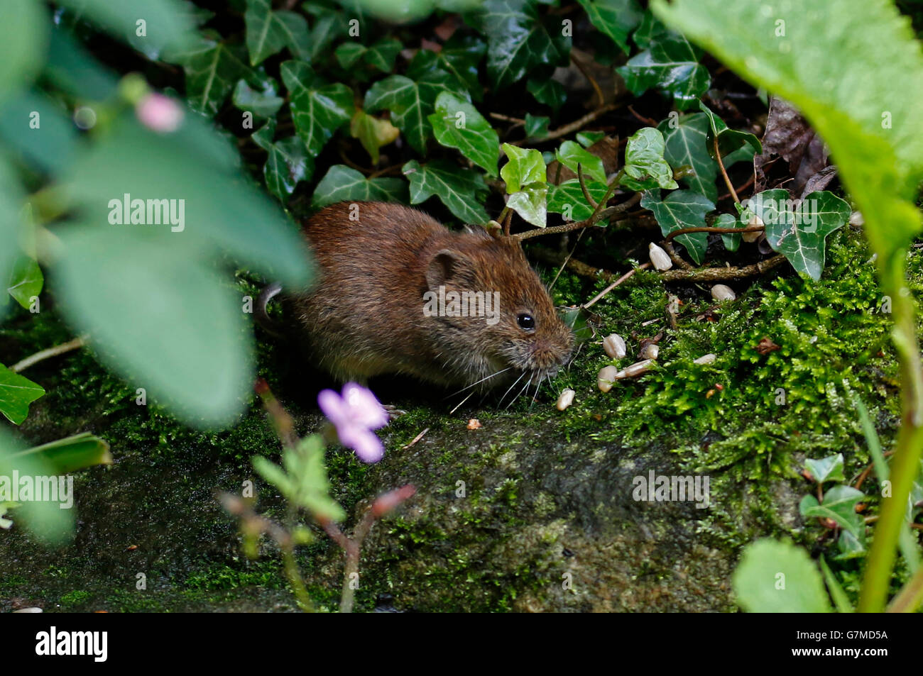 Bank Vole (Myodes glareolus) eating seeds Stock Photo - Alamy