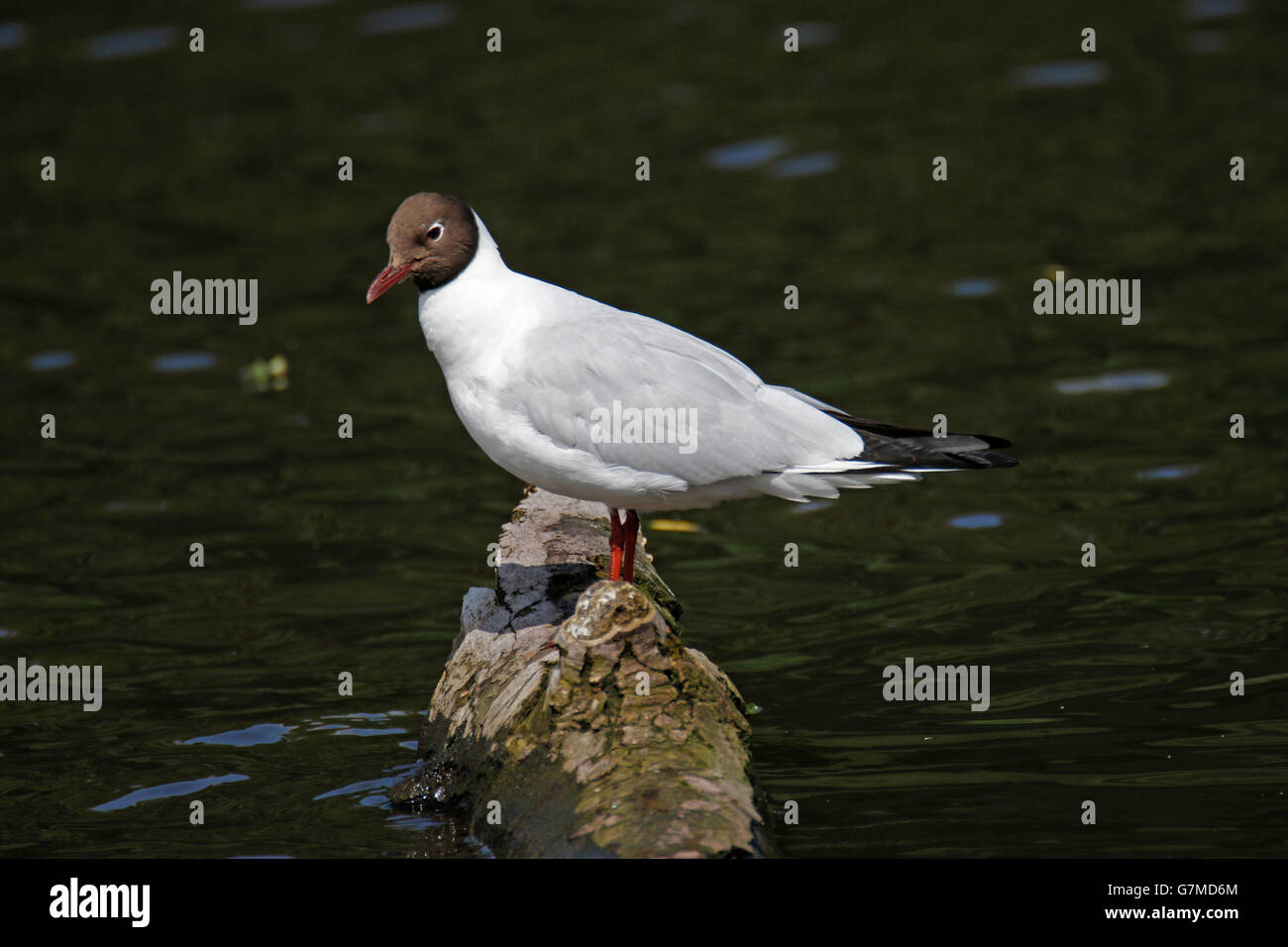 Black head gull with summer plumage hi-res stock photography and images ...