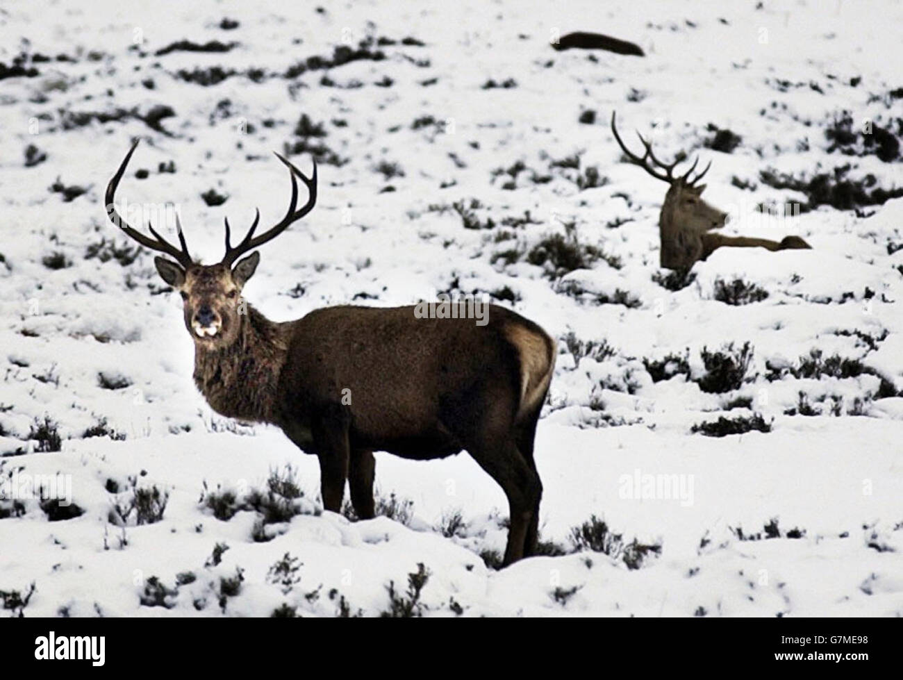 Biggest species wild deer hi-res stock photography and images - Alamy