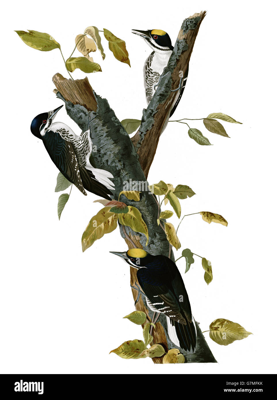 Black backed woodpecker picoides arcticus Cut Out Stock Images ...