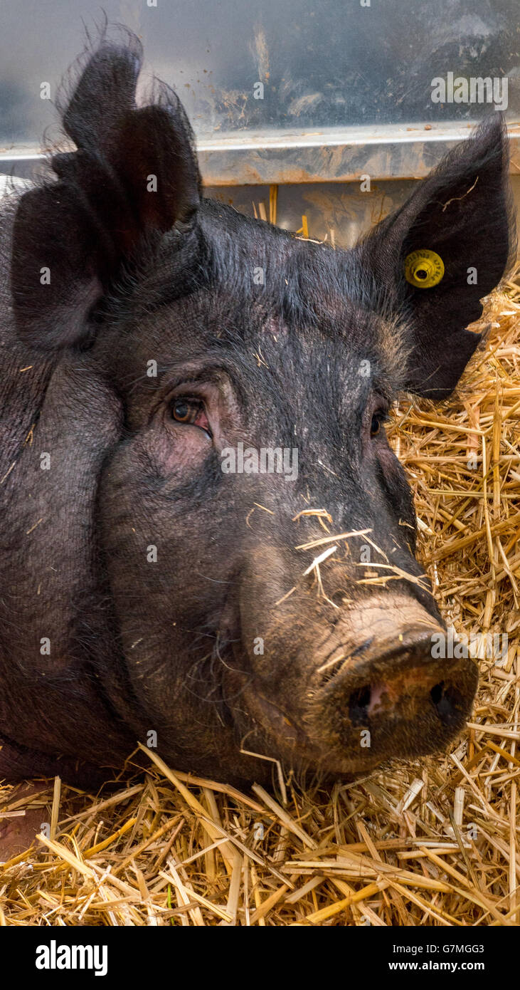 Very large pig on hay Stock Photo - Alamy