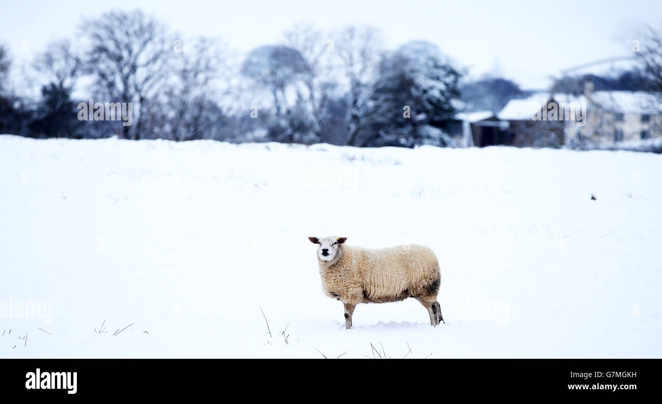 Sheep in the fields around langley hi-res stock photography and images ...