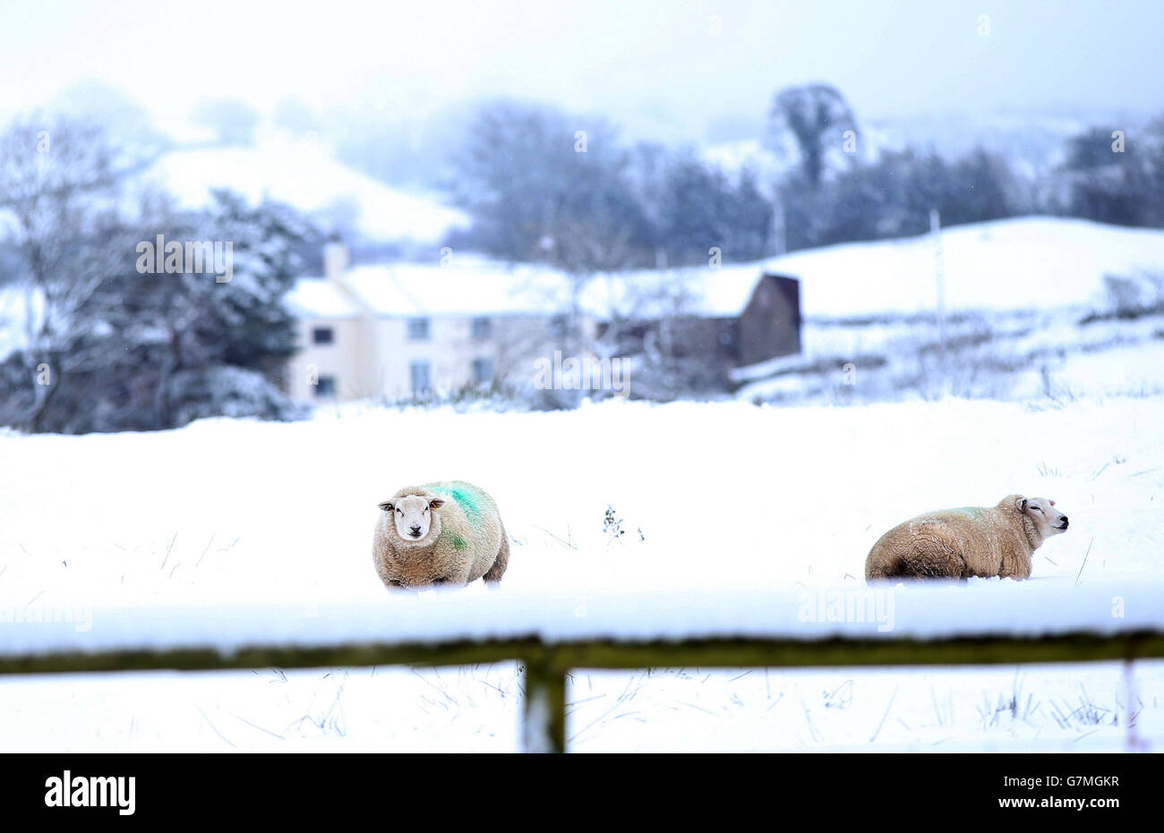 Sheep in the fields around langley hi-res stock photography and images ...