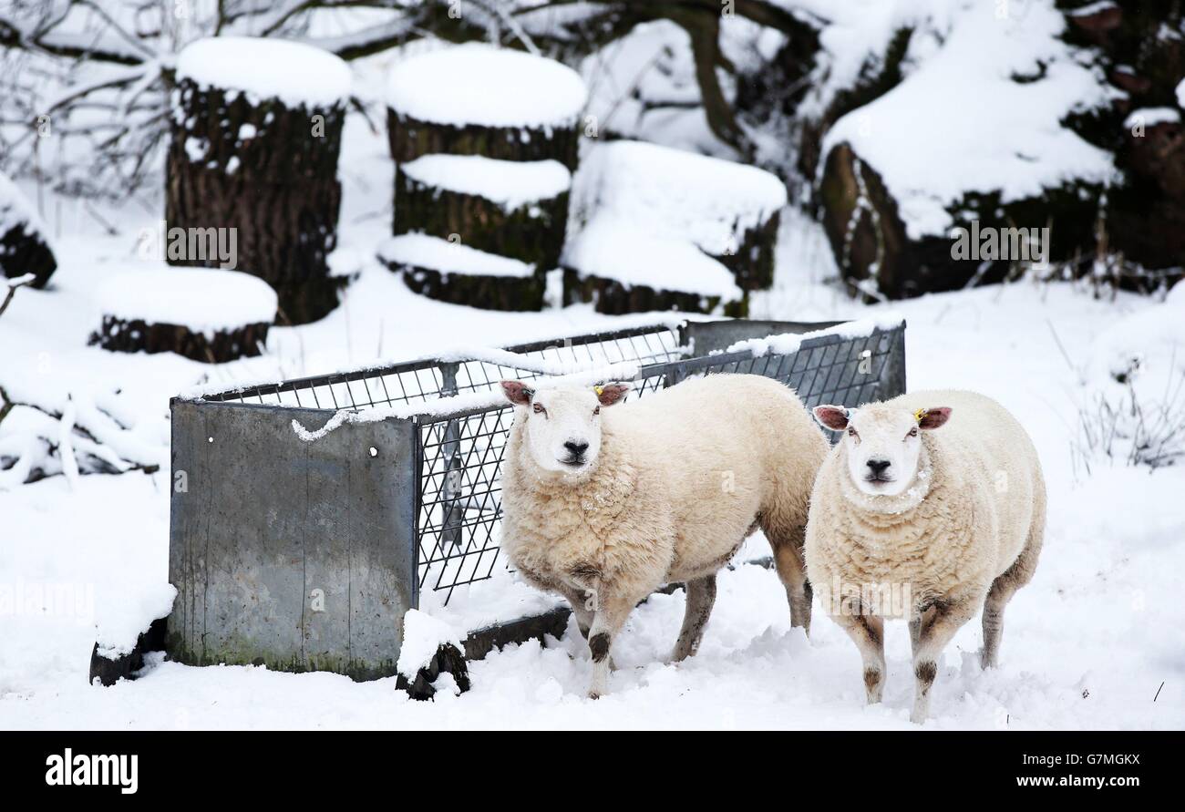 Sheep in the fields around langley hi-res stock photography and images ...