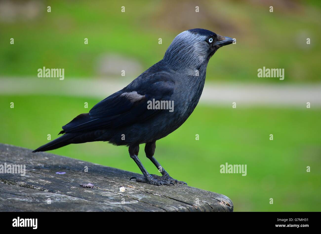 Corvine bird hi-res stock photography and images - Alamy