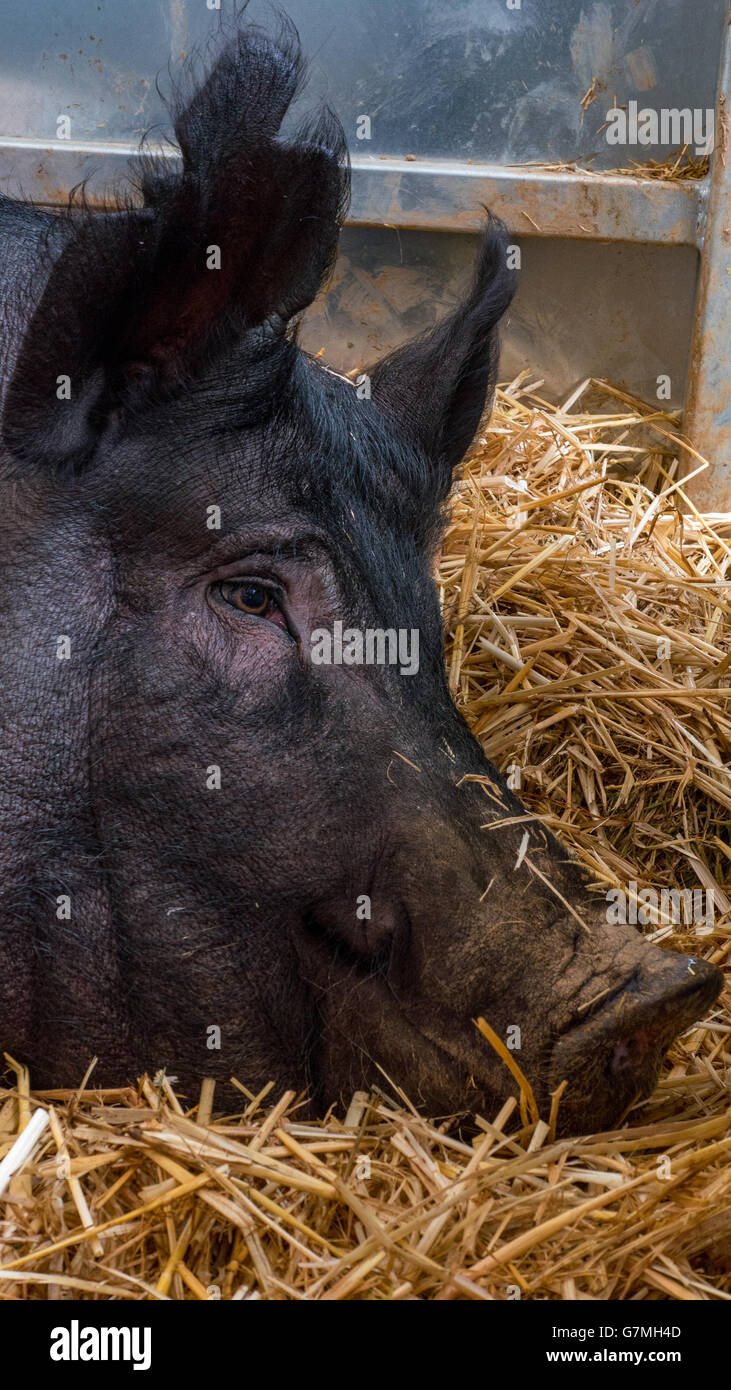 Very large pig on hay Stock Photo - Alamy