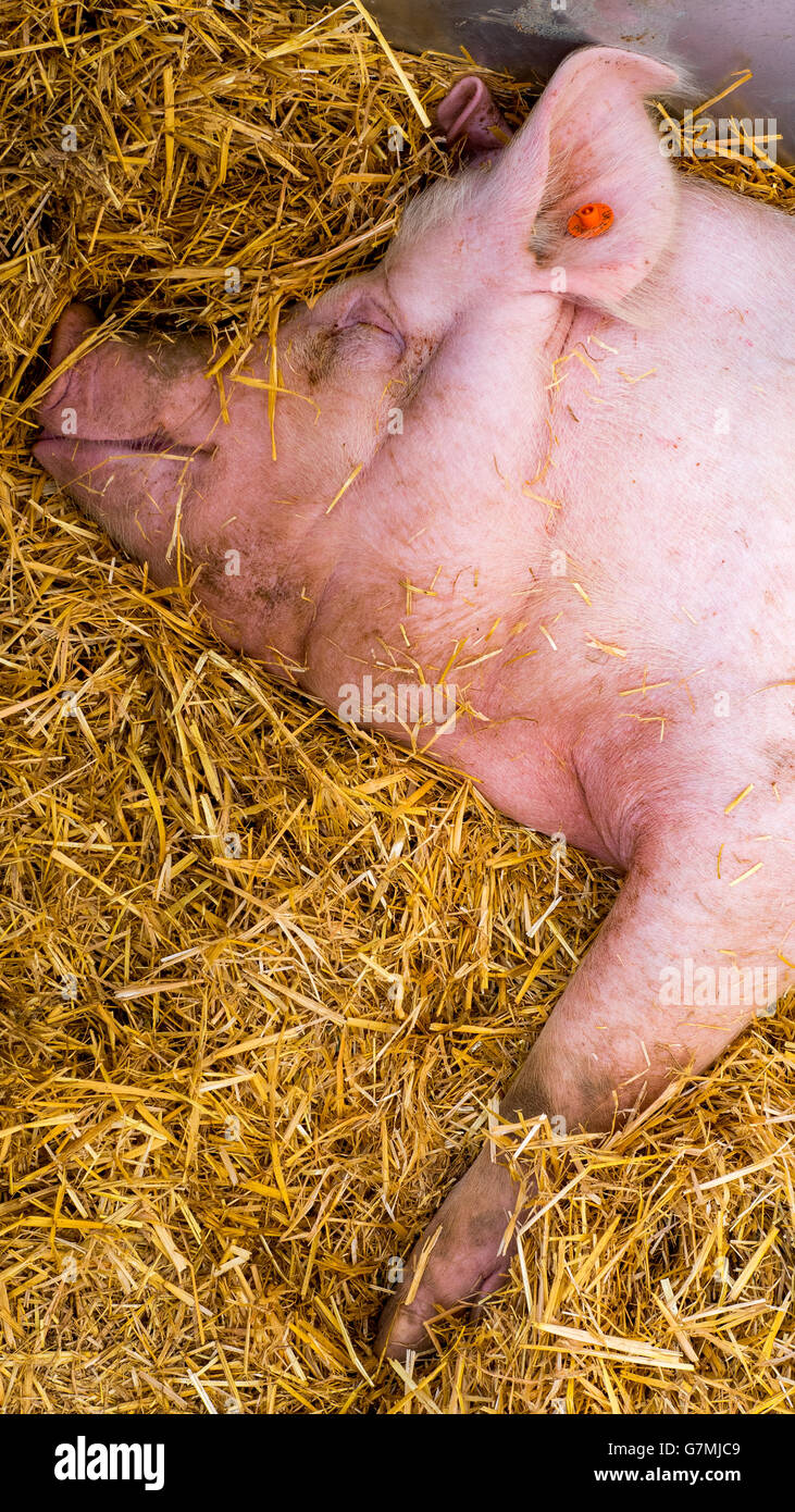 Very large pig on hay Stock Photo - Alamy