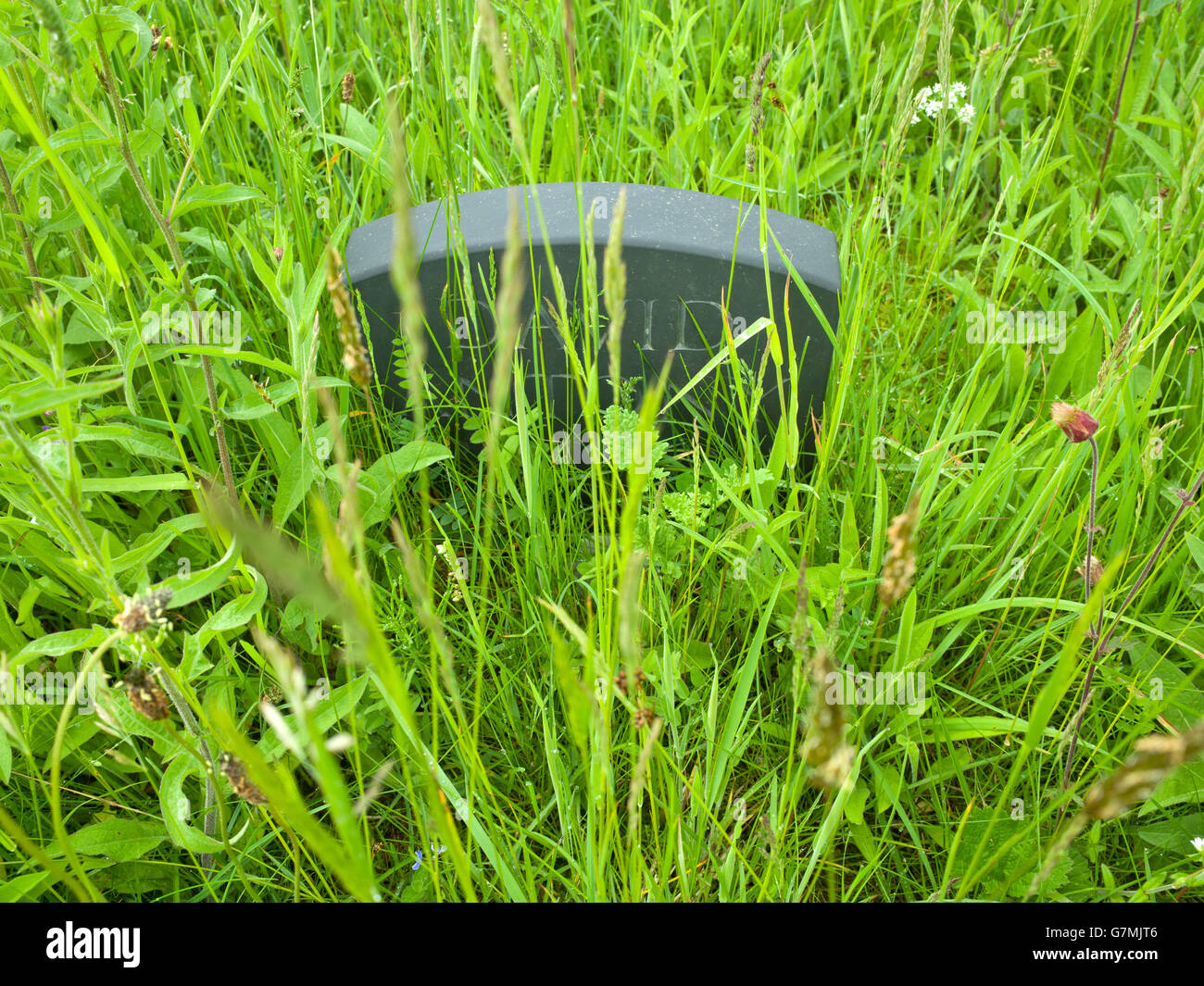 Long Grass surrounding overgrown grave Stock Photo - Alamy