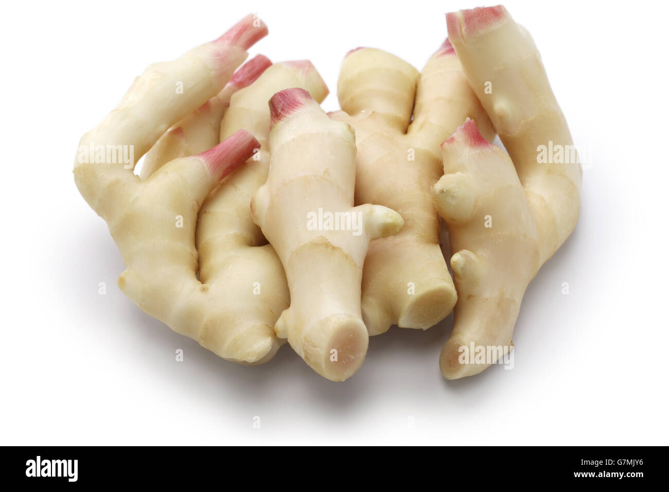 fresh young ginger roots, ingredient of japanese sushi ginger isolated ...