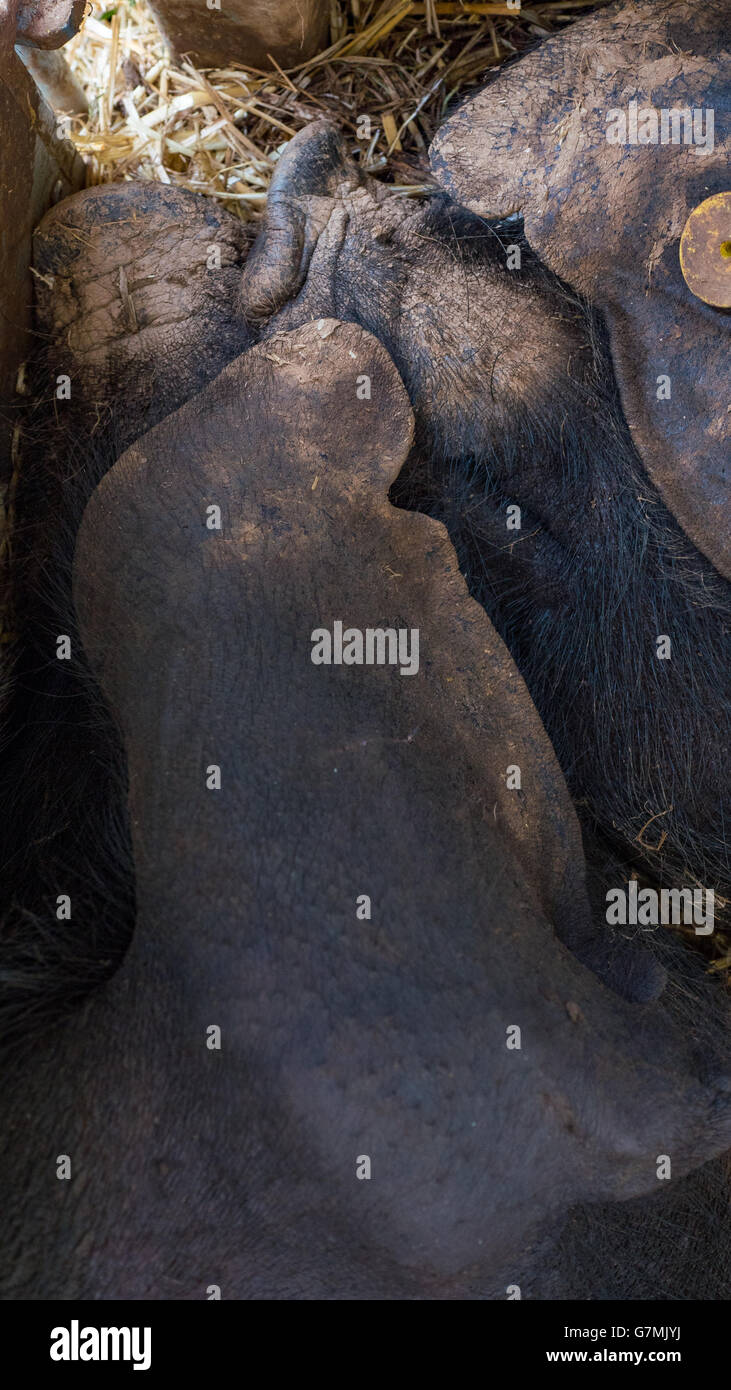 Large pigs hi-res stock photography and images - Alamy