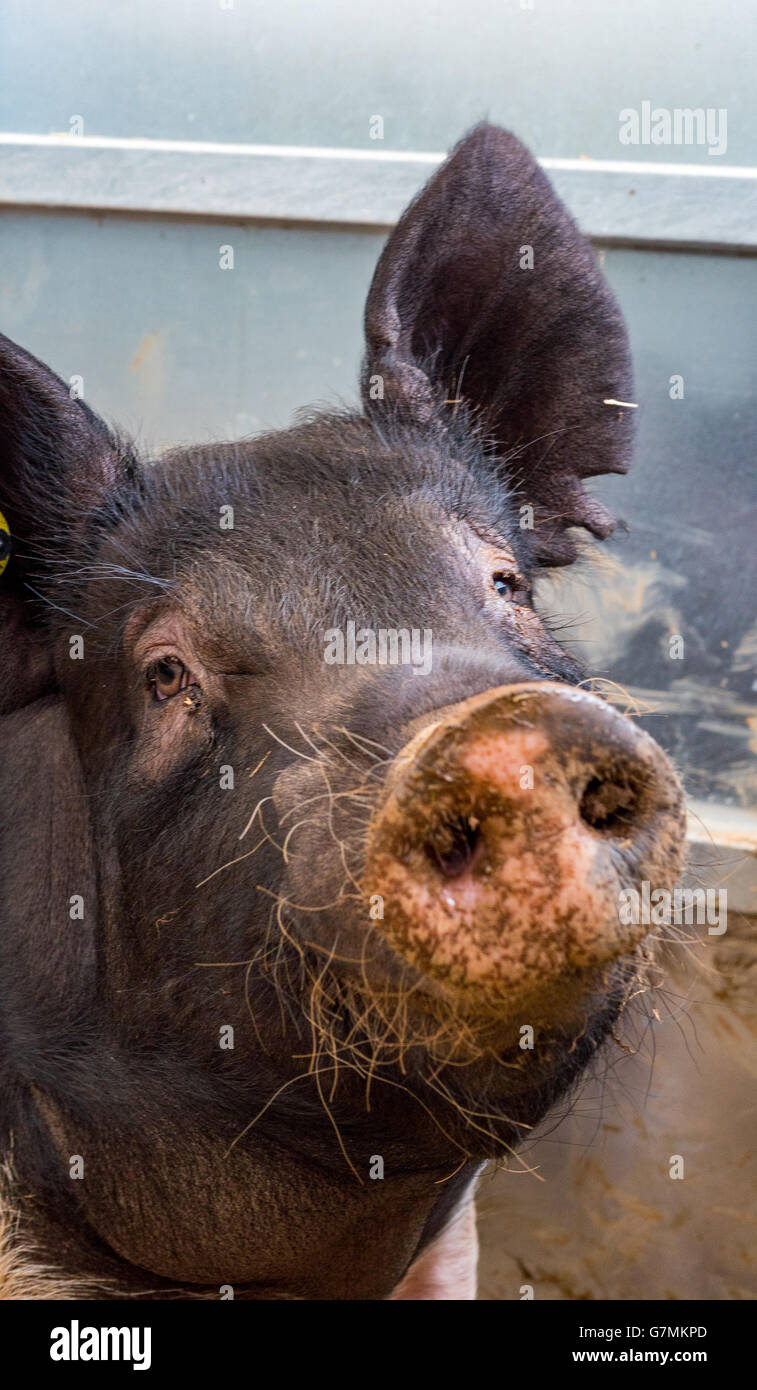 Very large pig on hay Stock Photo - Alamy