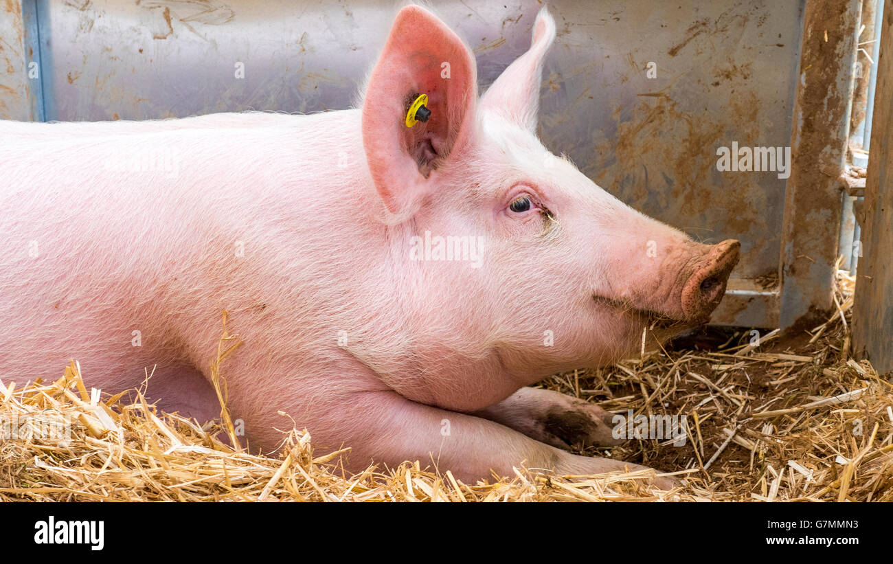 Large white pig hi-res stock photography and images - Alamy