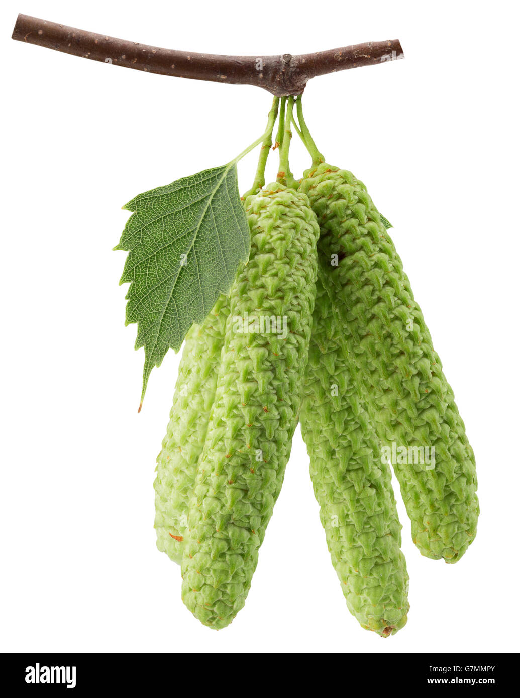 green birch buds isolated on the white background Stock Photo - Alamy