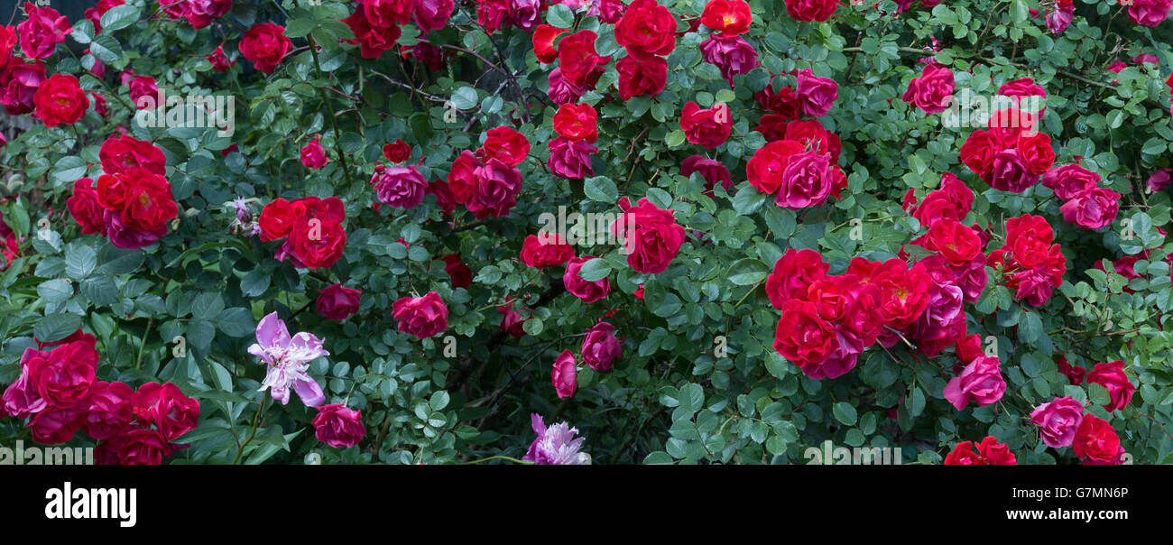 Bush beautiful pink roses hi-res stock photography and images - Alamy